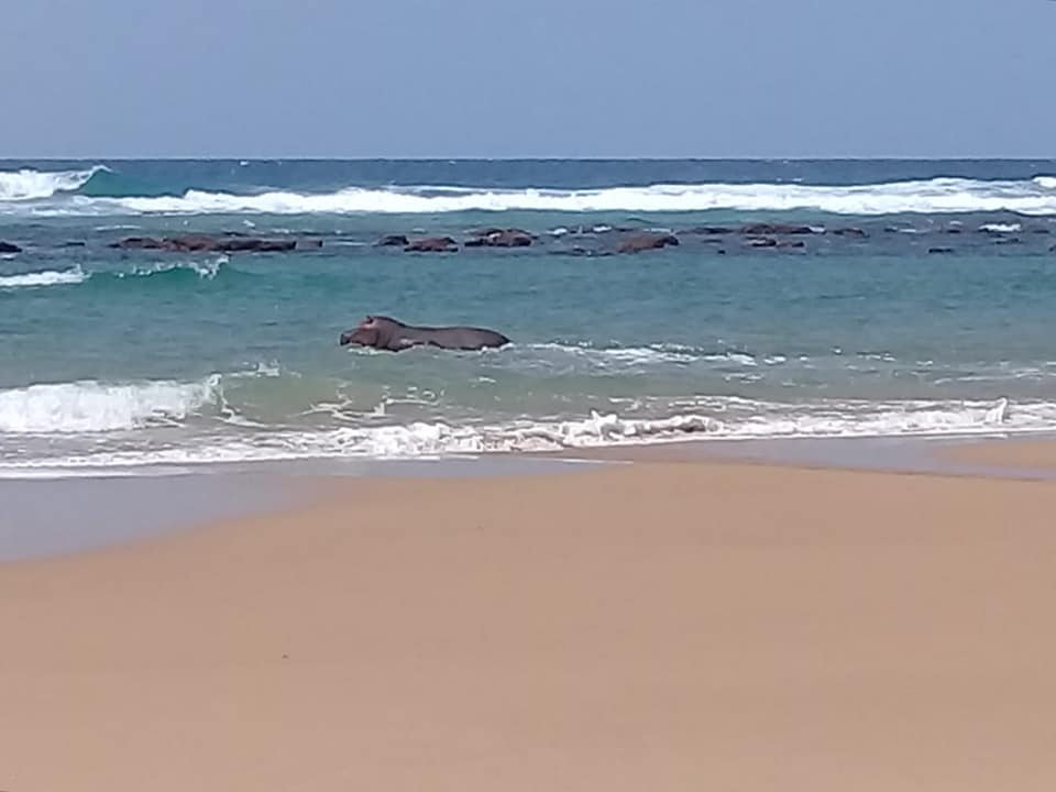Hippo Takes a Dip in KZN Ocean, South Africa - SA People