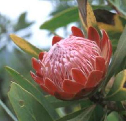 South Africa's Proteas: Identifying Every Type, Including SA's National ...