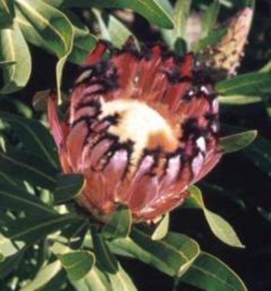 South Africa's Proteas: Identifying Every Type, Including SA's National ...