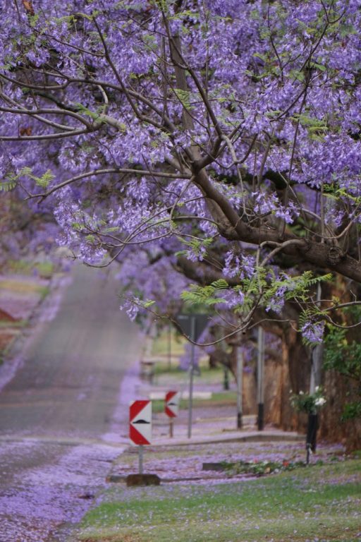 Things a Canadian Loves About South Africa: Jacaranda Trees - SA People