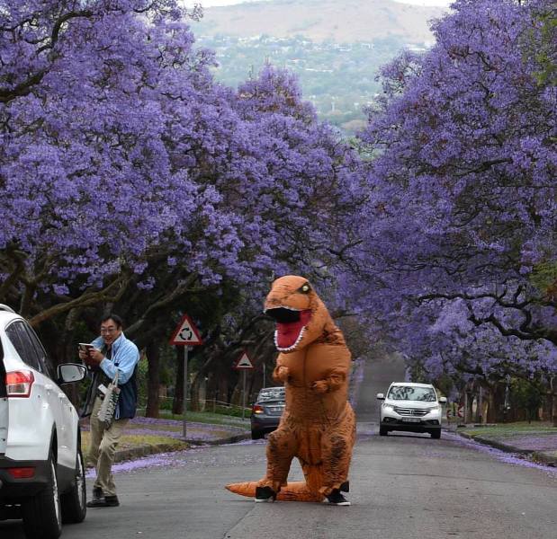 Things a Canadian Loves About South Africa: Jacaranda Trees - SA People