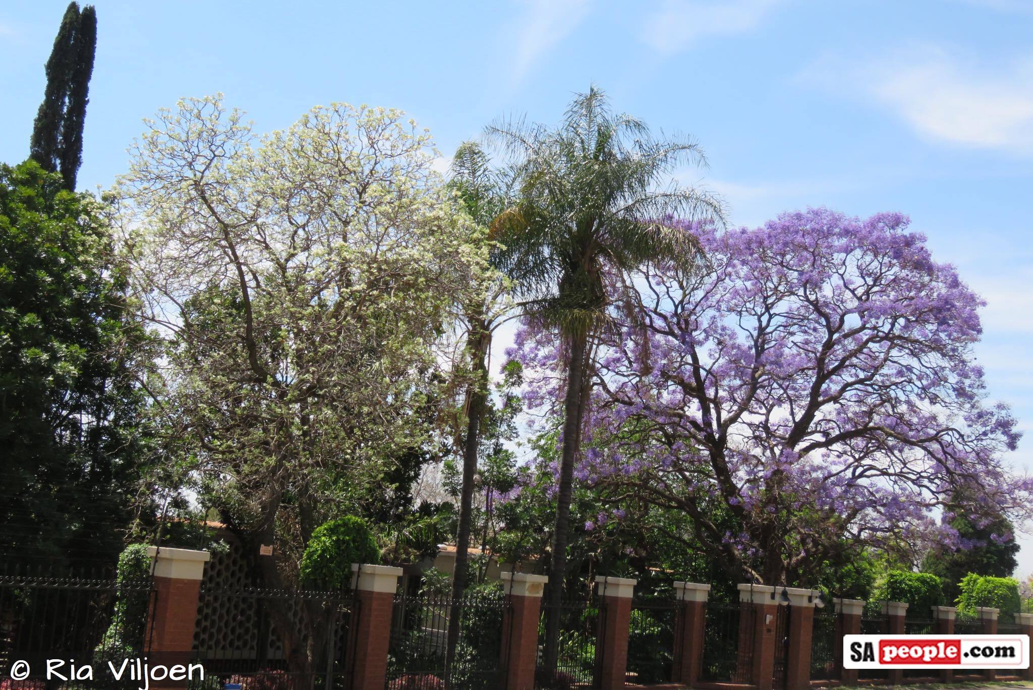 PICTURES: Spectacular Snow White Jacarandas Bloom Beautifully in ...
