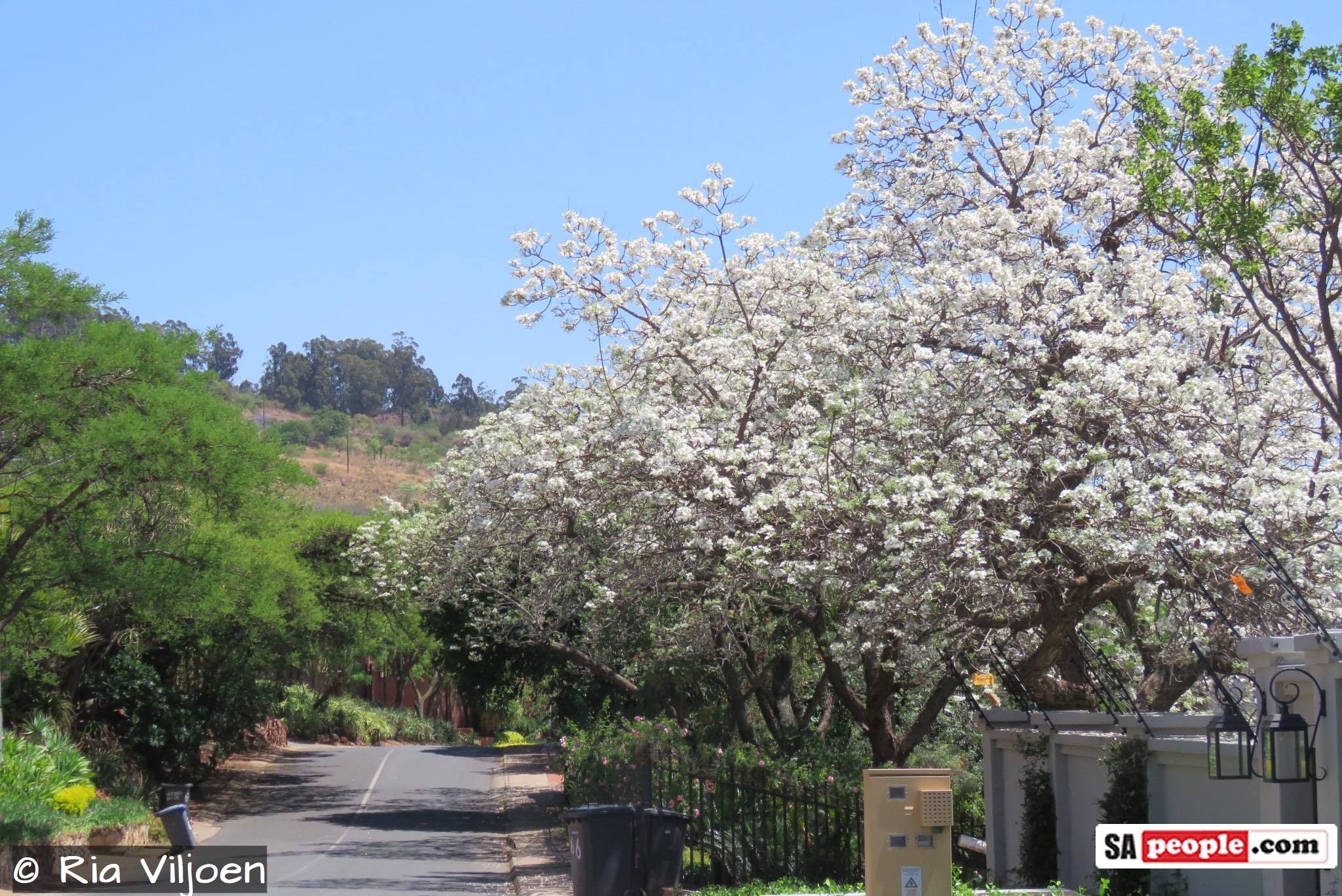 PICTURES: Spectacular Snow White Jacarandas Bloom Beautifully in ...