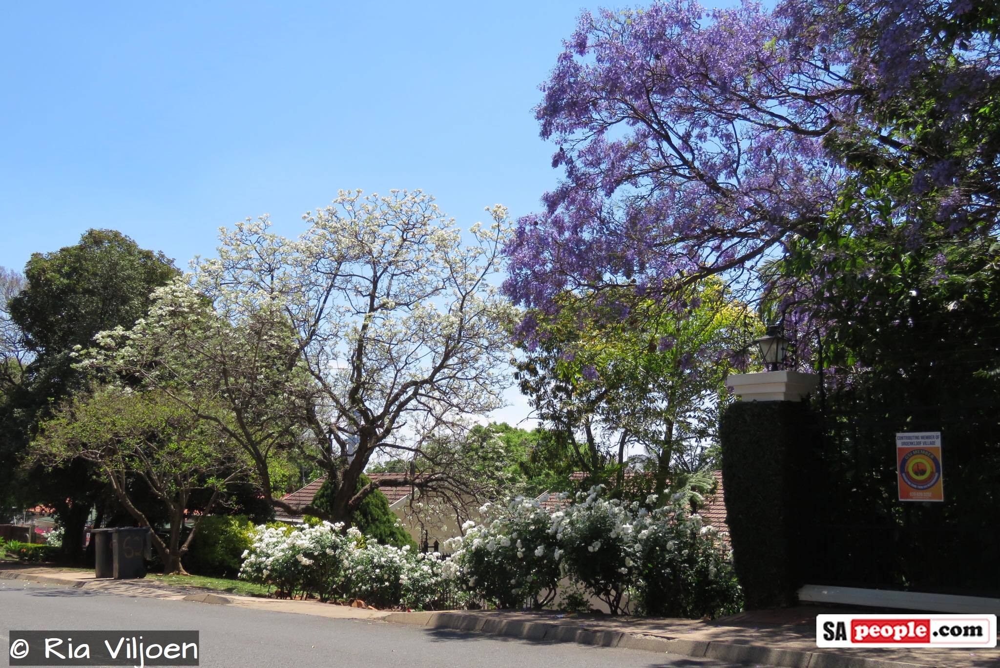 PICTURES: Spectacular Snow White Jacarandas Bloom Beautifully in ...