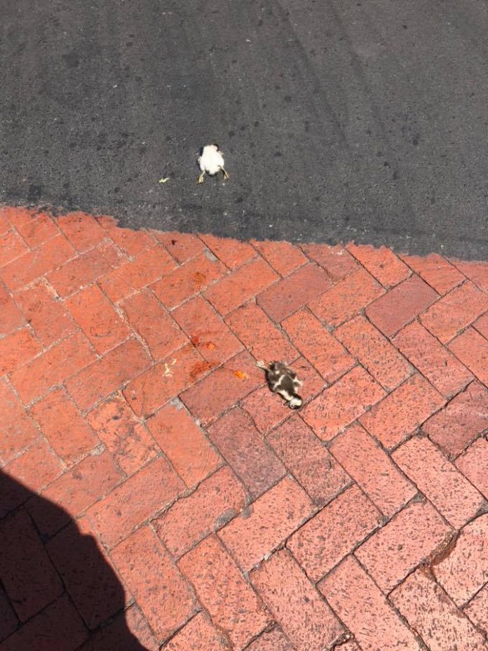 Capetonians Distraught After Careless Driver Runs Over 2 Ducklings - SA ...