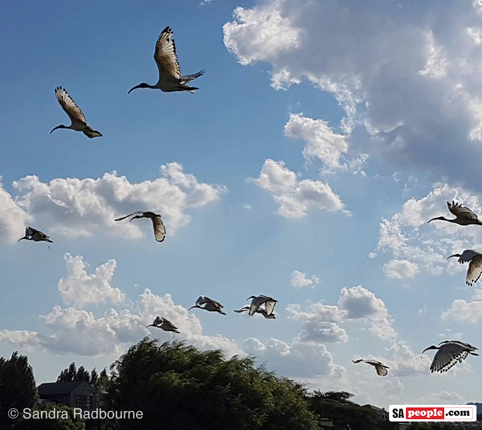 An Intro to the Hadeda for Pharrell Williams and Other Visitors to ...