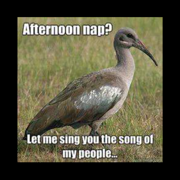 An Intro to the Hadeda for Pharrell Williams and Other Visitors to ...