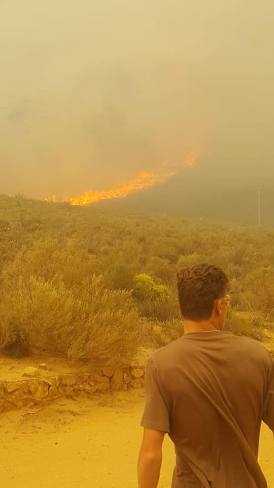 Young Hero Saves 33 Tortoises in Hermanus Fire - SA People