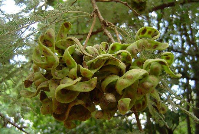 Amateur South African Botanist: Do Yourself a Favour - Plant a Sickle ...