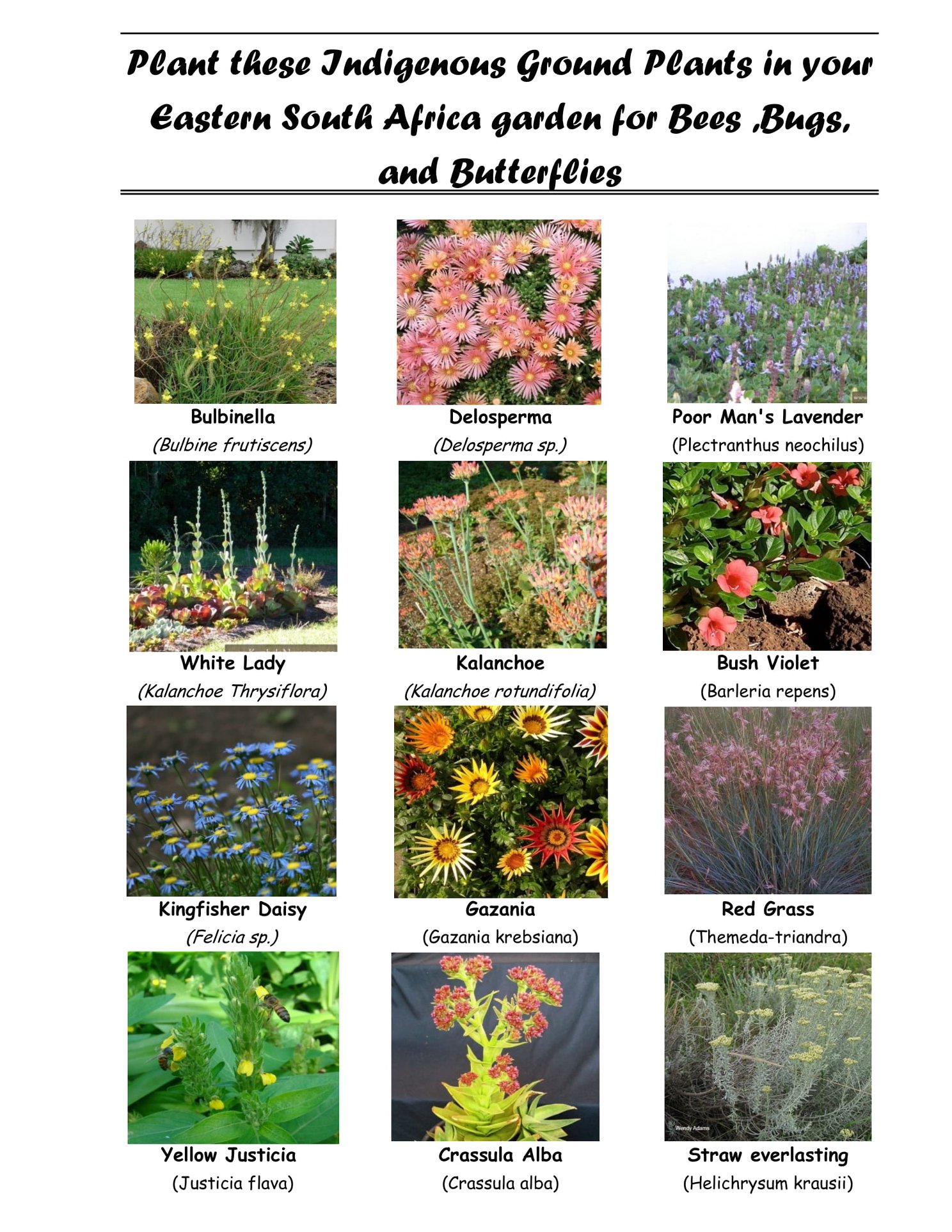 Amateur South African Botanist: Do Yourself a Favour - Plant a Sickle ...