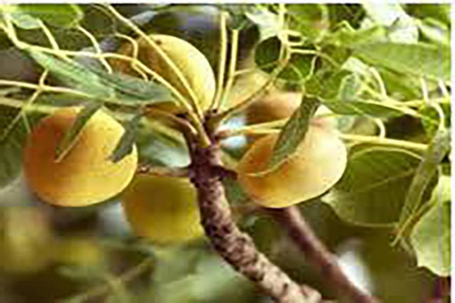 Amateur SA Botanist: Do Yourself a Favour and Plant a Marula in Your ...