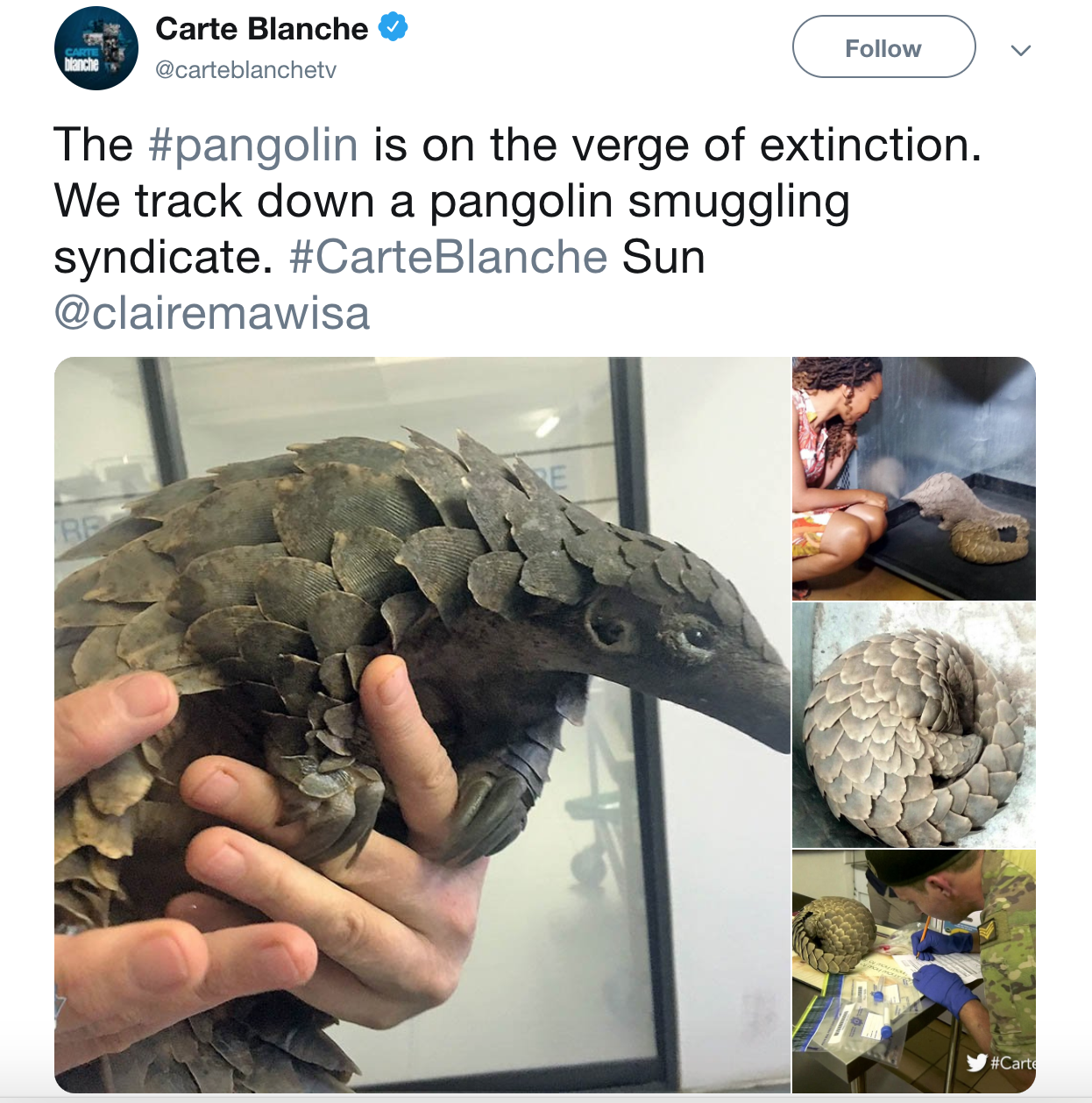 African Pangolins Face Extinction As Singapore Makes 2nd HUGE Seizure ...