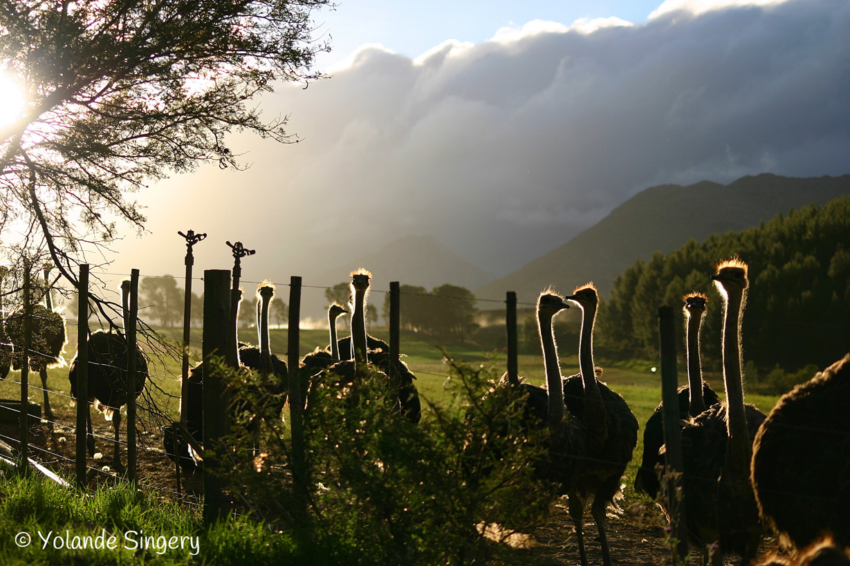 KAROO: 10 Things to Visit and Do in Prince Albert, South Africa (And ...