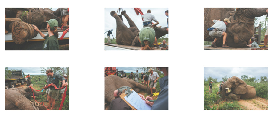 South African Elephant Riff Raff Dodges Death Row as Judge Intervenes ...