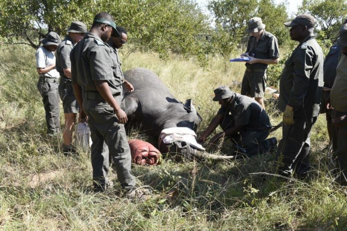 Kruger Starts Dehorning Rhino Cows to Fight Rhino Poaching - SA People