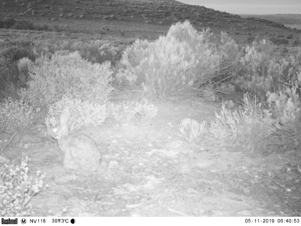 Breaking News as New Riverine Rabbit Population Found in Baviaanskloof ...