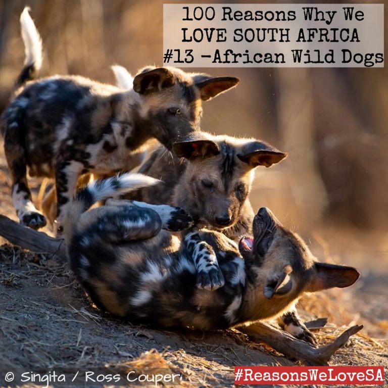 100 Reasons Why We Love South Africa #ReasonsWeLoveSA - SA People