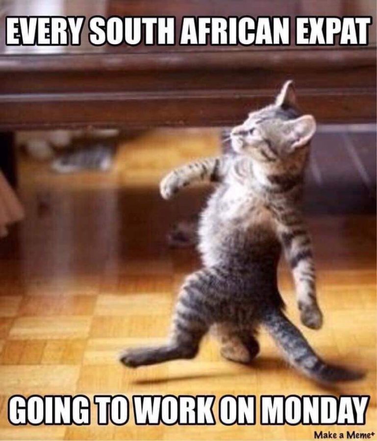 Springbok and Rugby World Cup 2019 Jokes and Memes - SA People