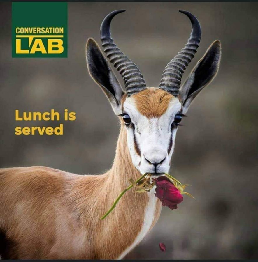 Springbok and Rugby World Cup 2019 Jokes and Memes - SA People