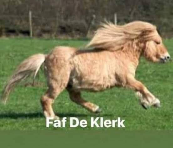 Springbok and Rugby World Cup 2019 Jokes and Memes - SA People