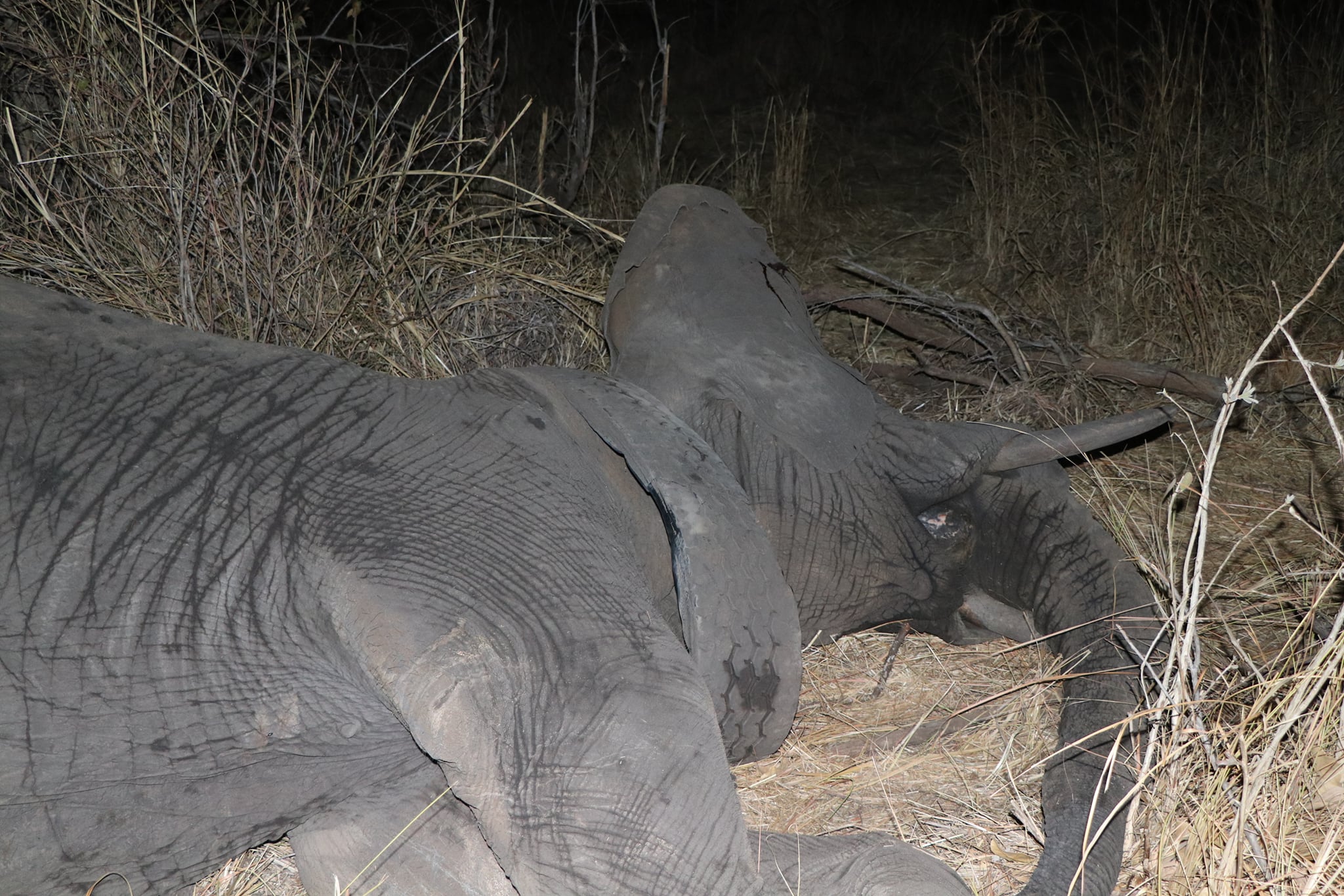 Amazing Rescue of Elephant With Tyre Round Its Neck in Award-Winning ...