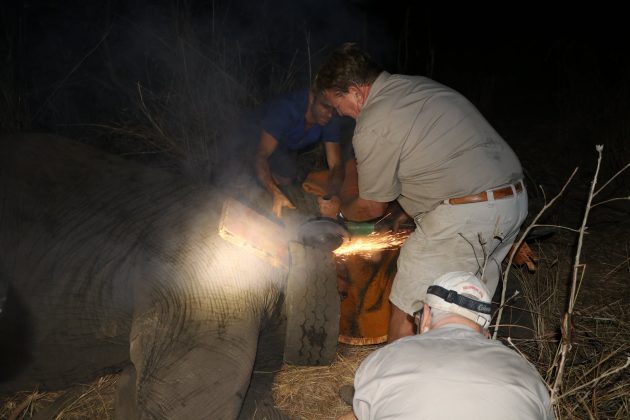 Amazing Rescue of Elephant With Tyre Round Its Neck in Award-Winning ...