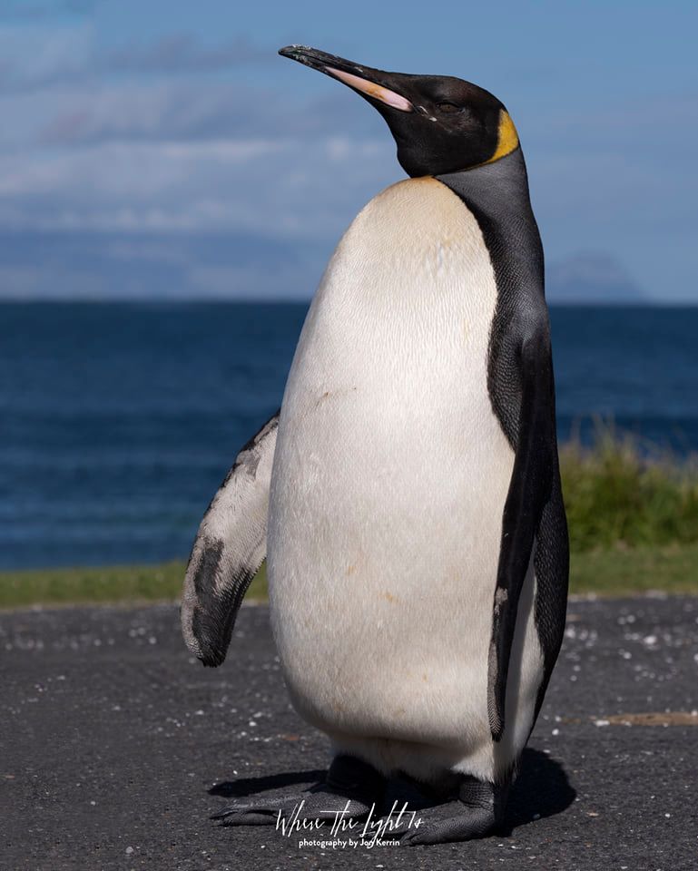 Rare King Penguin Waddles into Cape Point, South Africa, from ...