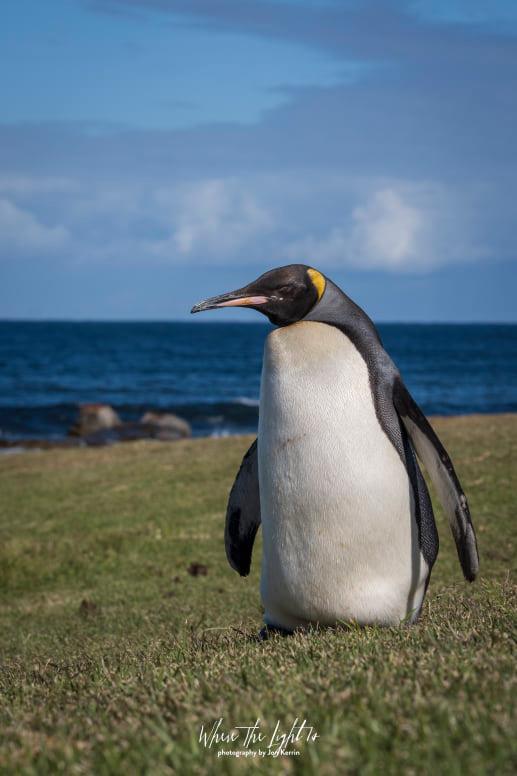 Rare King Penguin Waddles into Cape Point, South Africa, from ...