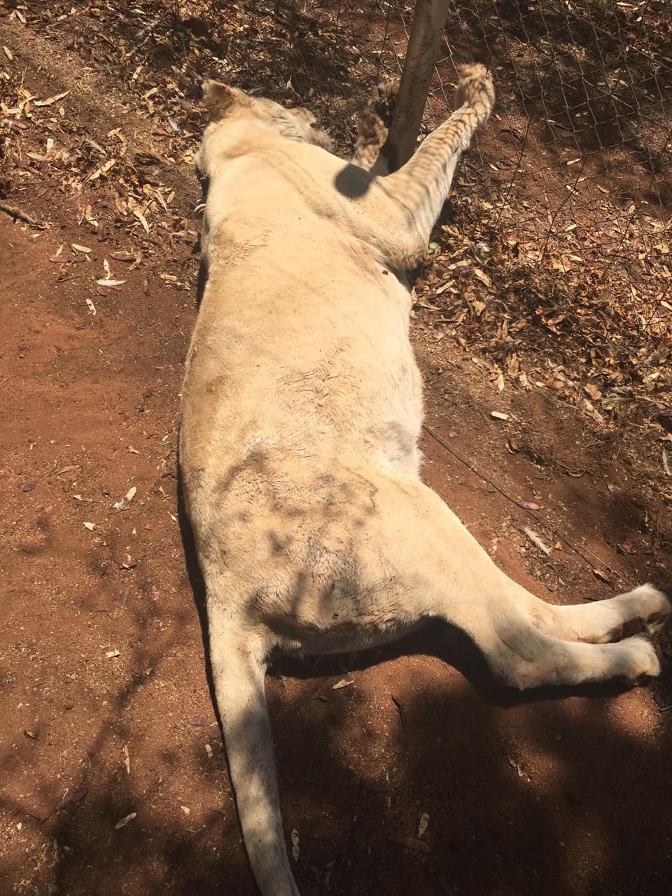 Four Lions Poached at Lion Park in Hartbeespoort, South Africa - SA People