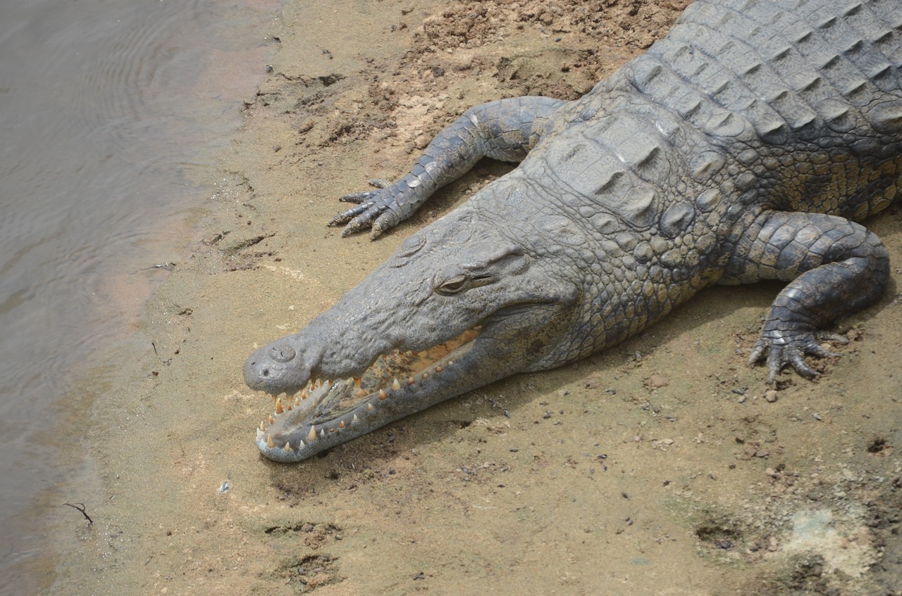 South African Teenager Bitten by Crocodile, Recovering in Hospital - SA ...