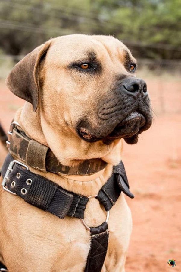 Vets Save K9 Hero Dog Hulk Who Was Stung 450 Times in Bee Attack - SA ...