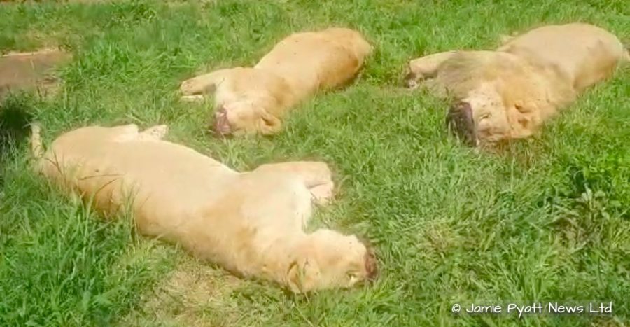 8 Lions Plus Cubs Killed by Poachers at Lodge in Rustenburg, South ...