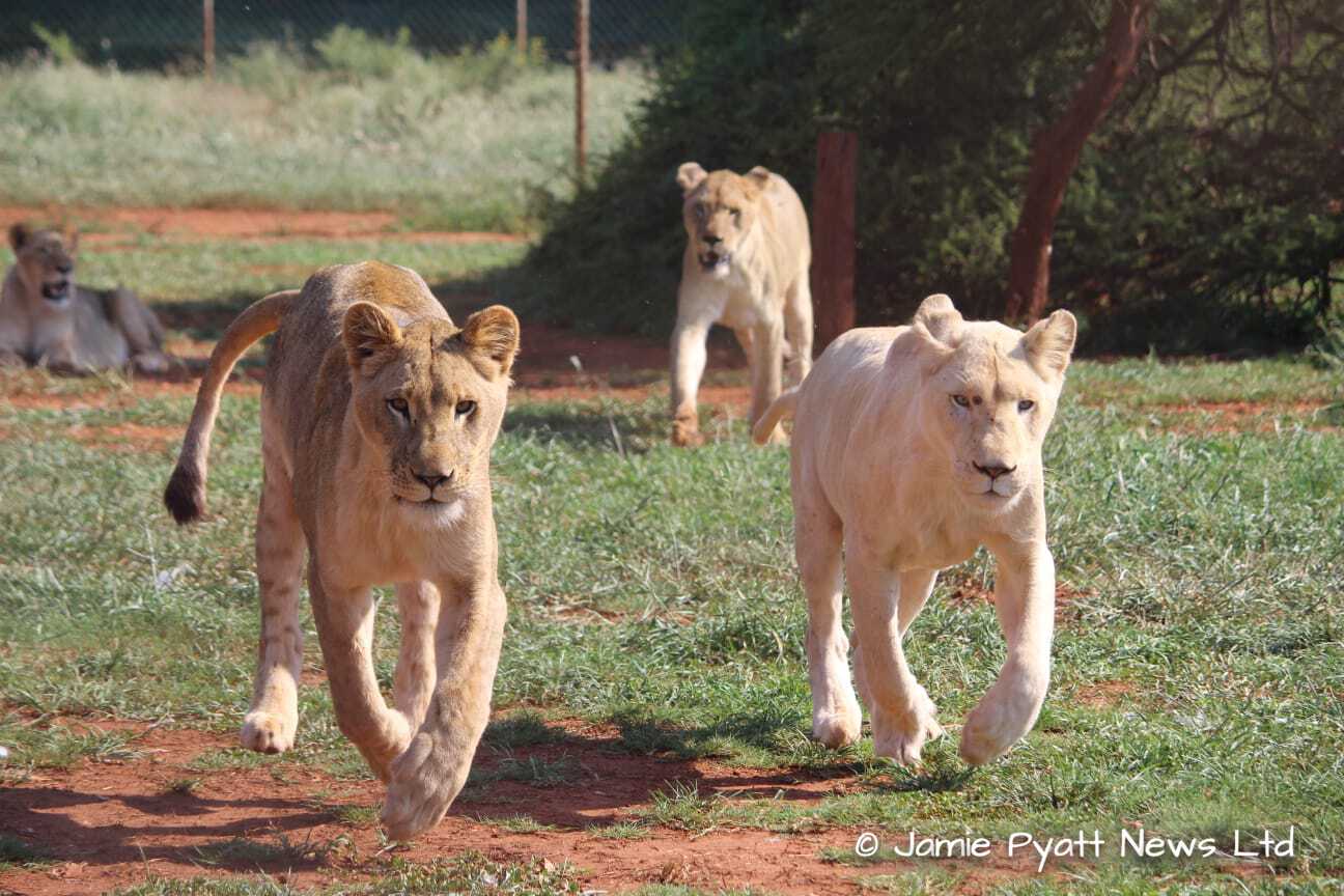 8 Lions Plus Cubs Killed by Poachers at Lodge in Rustenburg, South ...
