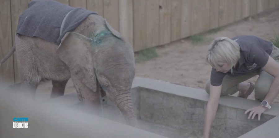 Carte Blanche: Wildlife Heroes Saving Rare Albino Baby Elephant Hurt by ...