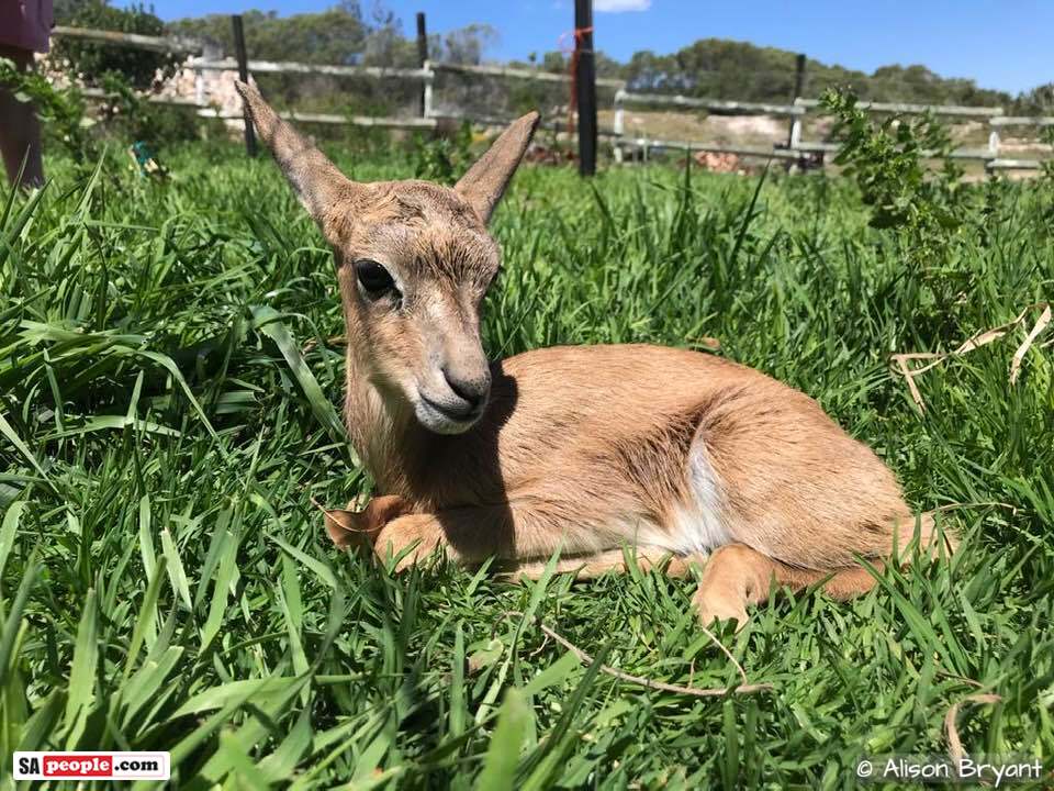 Love Is... A Stilbaai Farmer Nursing Baby Springbok Missy Back to ...
