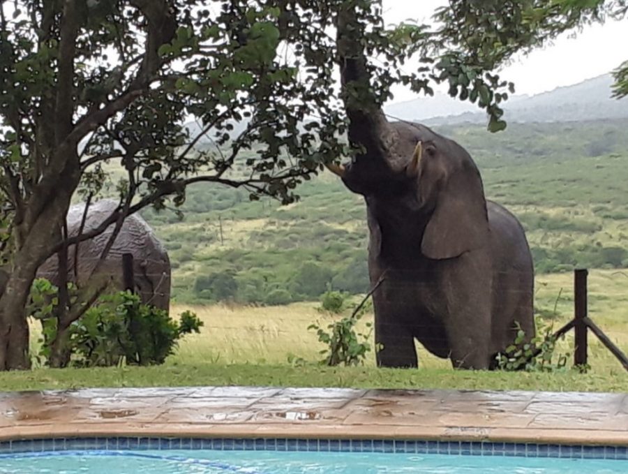 WATCH Surprise Rhino Baby Born at Thula Thula Game Lodge in South ...