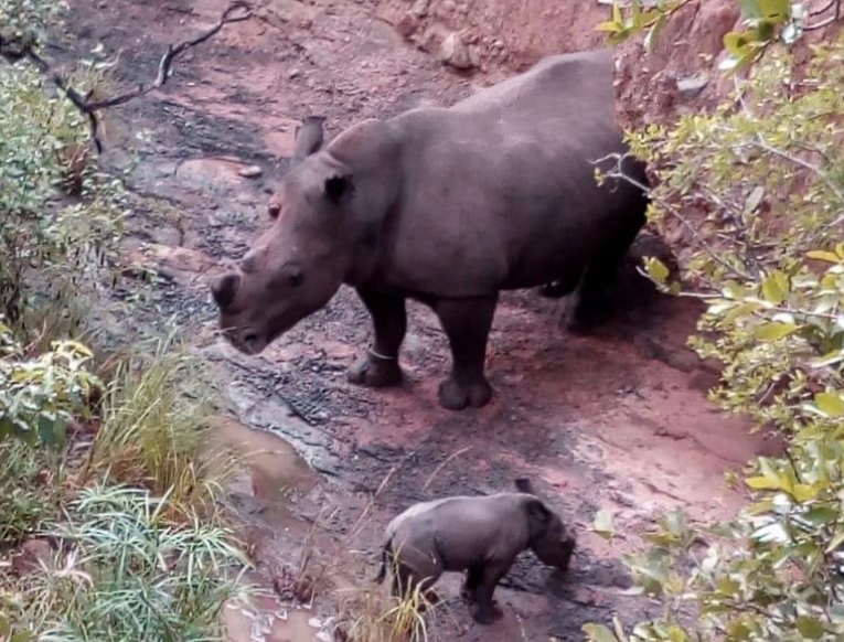 WATCH Surprise Rhino Baby Born at Thula Thula Game Lodge in South ...