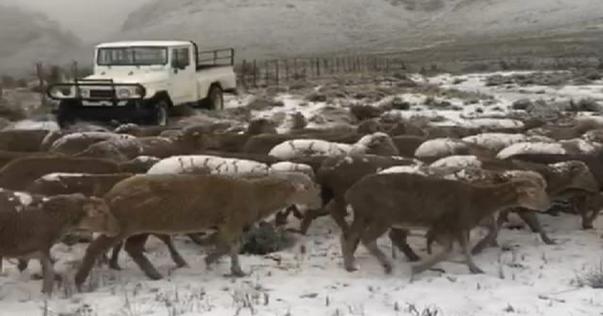 Parts of South Africa Gripped by Cold Front as Snow Falls on the ...