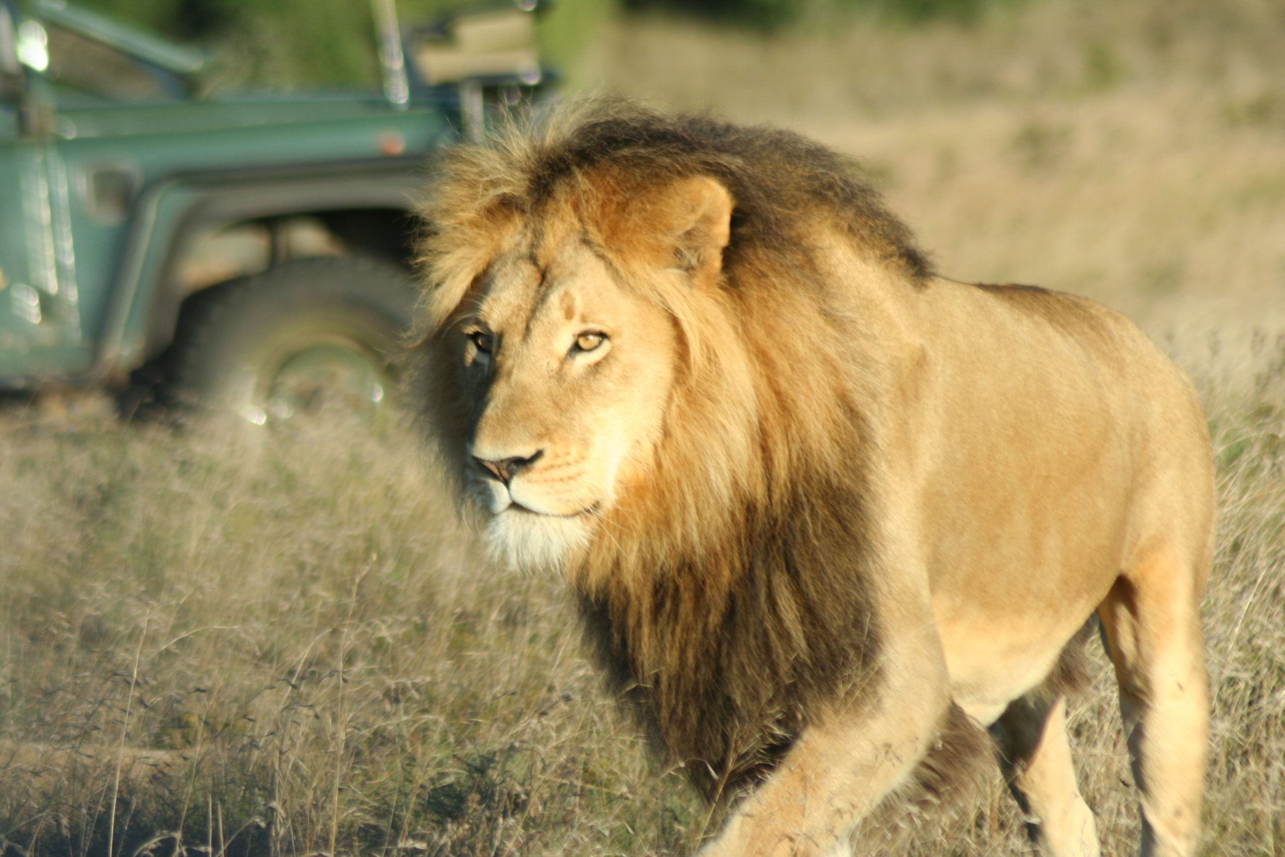 Conservation Leaders Urge UN World Tourism Organisation Curb Wildlife