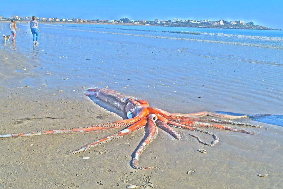 Giant Squid Washes Up on St Helena Bay Beach - SA People