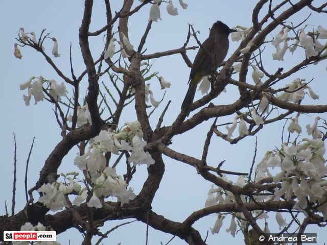 PHOTOS: Rare White Jacaranda Trees Flowering in Pretoria, South Africa ...