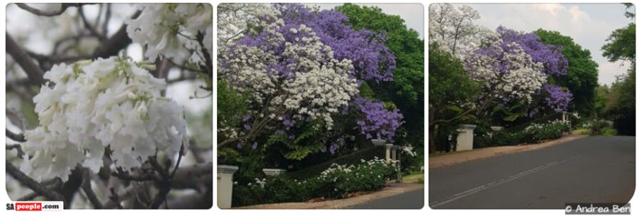 PHOTOS: Rare White Jacaranda Trees Flowering in Pretoria, South Africa ...