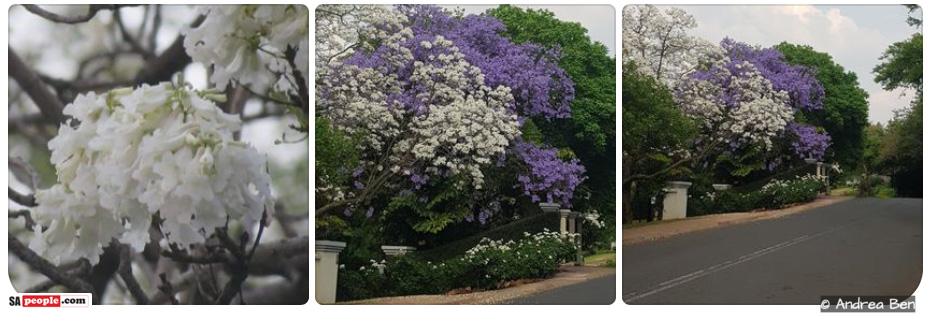 PHOTOS: Rare White Jacaranda Trees Flowering in Pretoria, South Africa ...