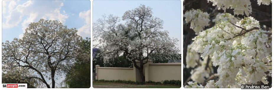 PHOTOS: Rare White Jacaranda Trees Flowering in Pretoria, South Africa ...