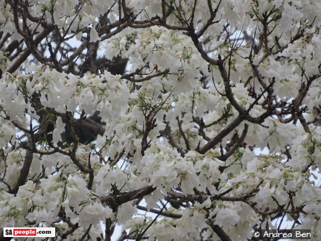 PHOTOS: Rare White Jacaranda Trees Flowering in Pretoria, South Africa ...