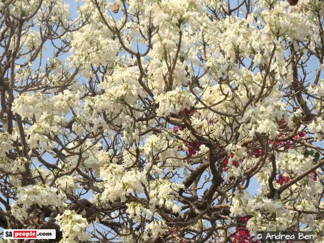 PHOTOS: Rare White Jacaranda Trees Flowering in Pretoria, South Africa ...