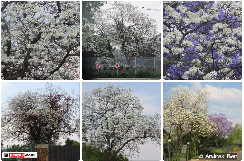 PHOTOS: Rare White Jacaranda Trees Flowering in Pretoria, South Africa ...