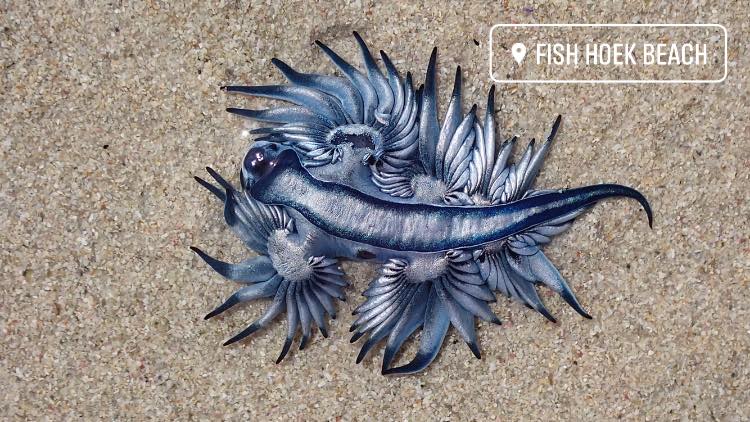 Beautiful Blue Sea Dragons Wash Up On Fish Hoek Beach, South Africa ...