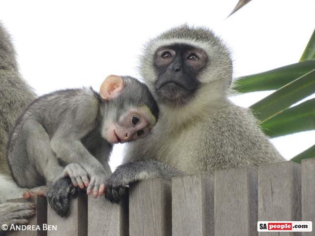 The Cutest Family Photos of Monkeys in Umdloti, South Africa - SA People