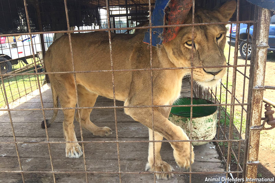 17 Rescued Circus Lions and Tigers A Year After Starting New Life in ...